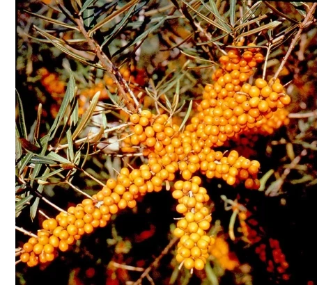 Hippophae rhamnoides 'Hergo' - rakitovec, peščeni trn, ženska rastlina