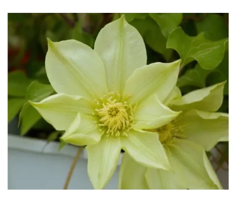 Clematis 'Moonlight´ (Yellow Queen) - vrtni srobot